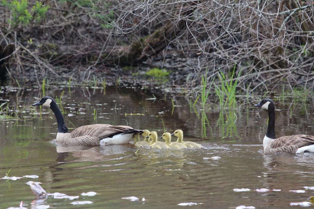 Spring starts and stops | News, Sports, Jobs - Observer Today